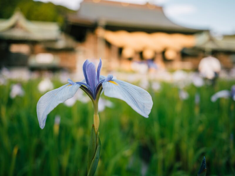 Nikon Z8 ISO & Dynamic Range Comparisons | Alik Griffin