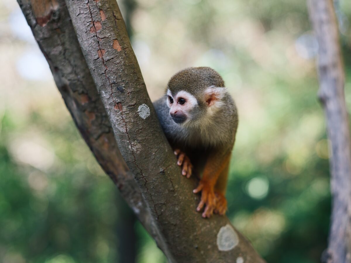 REALA ACE - The Best Film Simulator So Far | Alik Griffin